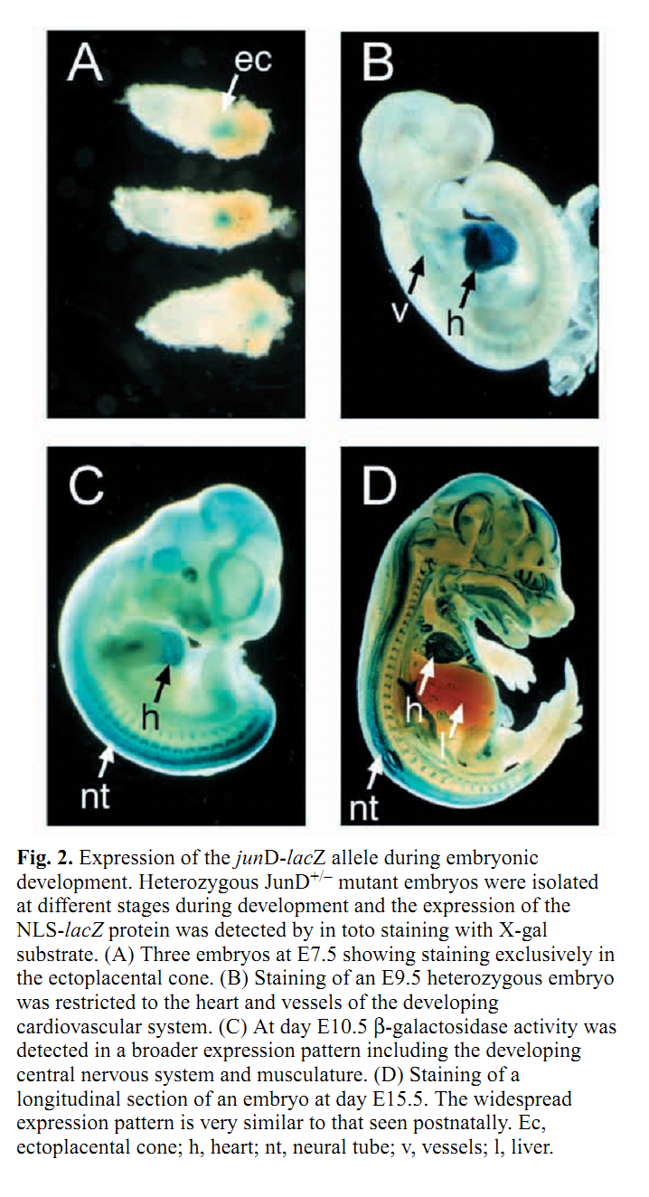 FertilityOnline | Spermatogenes