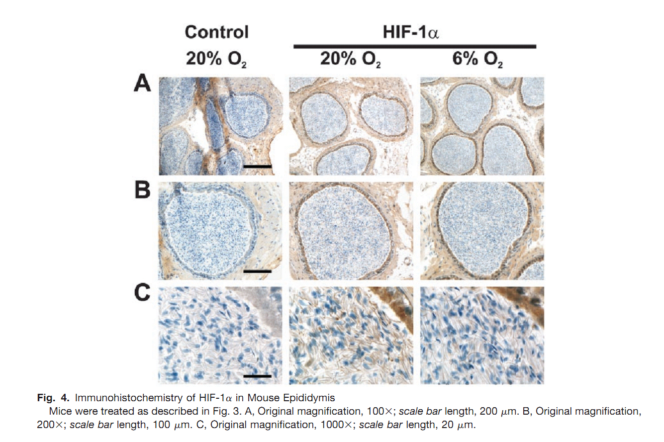 FertilityOnline | Spermatogenes