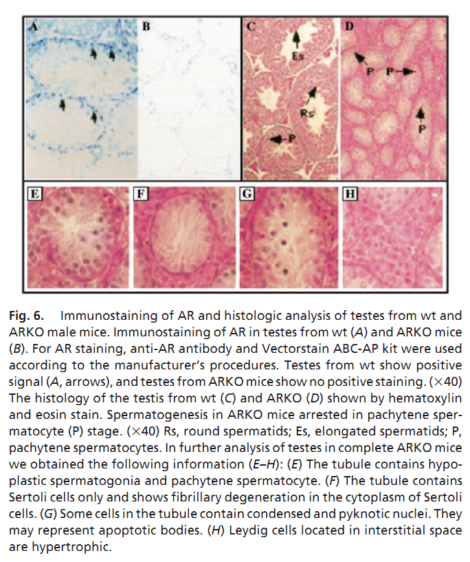 FertilityOnline | Spermatogenes