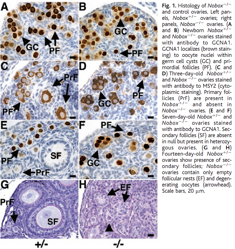 FertilityOnline | Spermatogenes