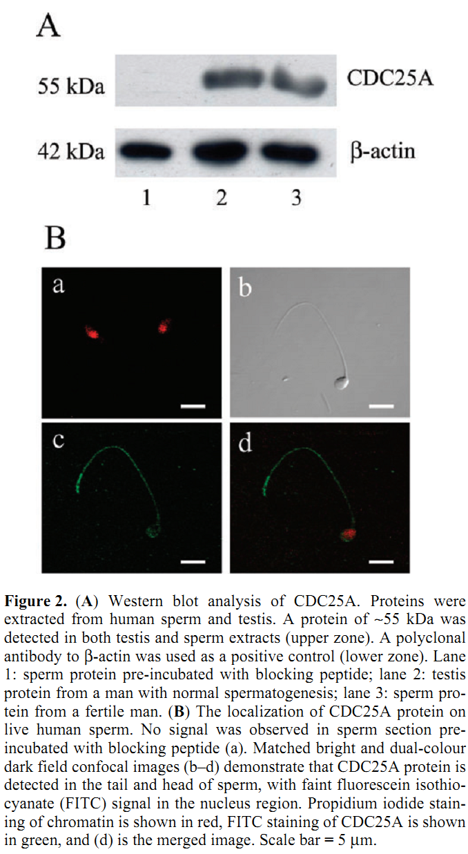 FertilityOnline | Spermatogenes