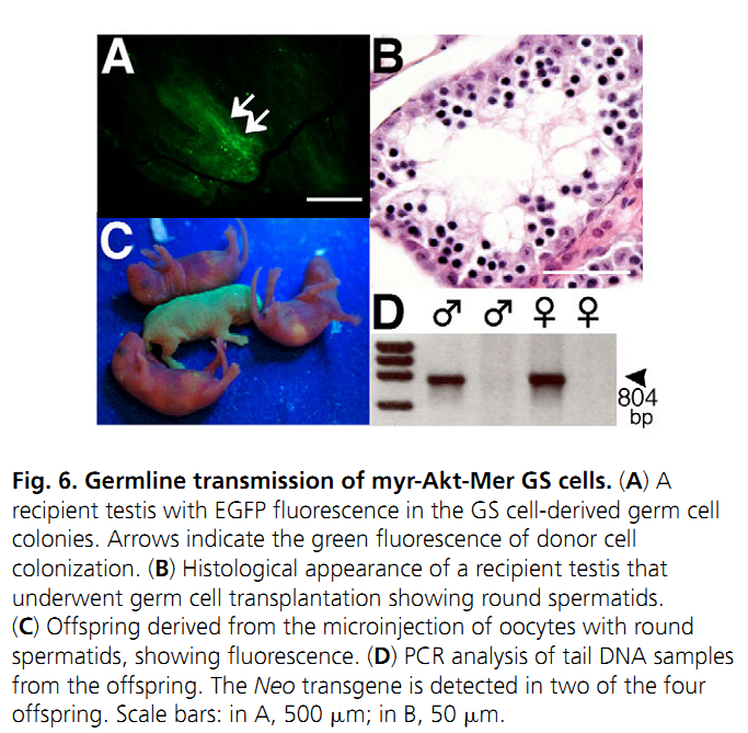 FertilityOnline | Spermatogenes