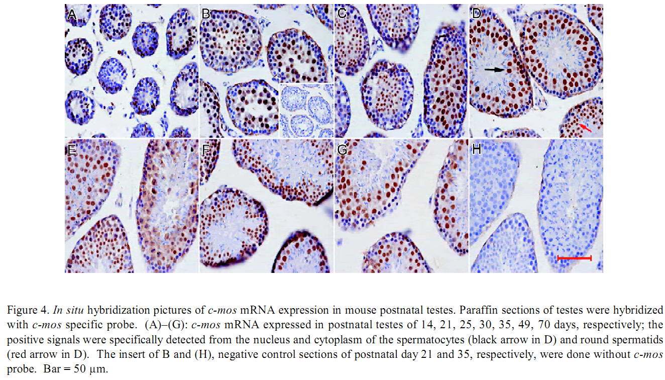 FertilityOnline | Spermatogenes