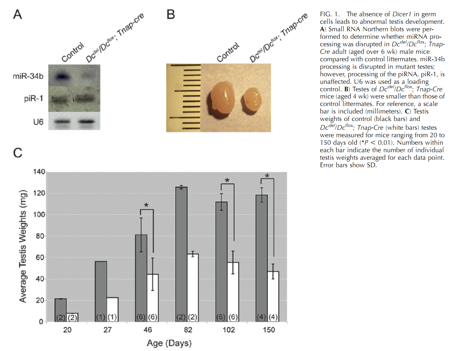 FertilityOnline | Spermatogenes