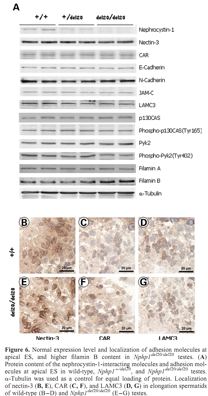 FertilityOnline | Spermatogenes