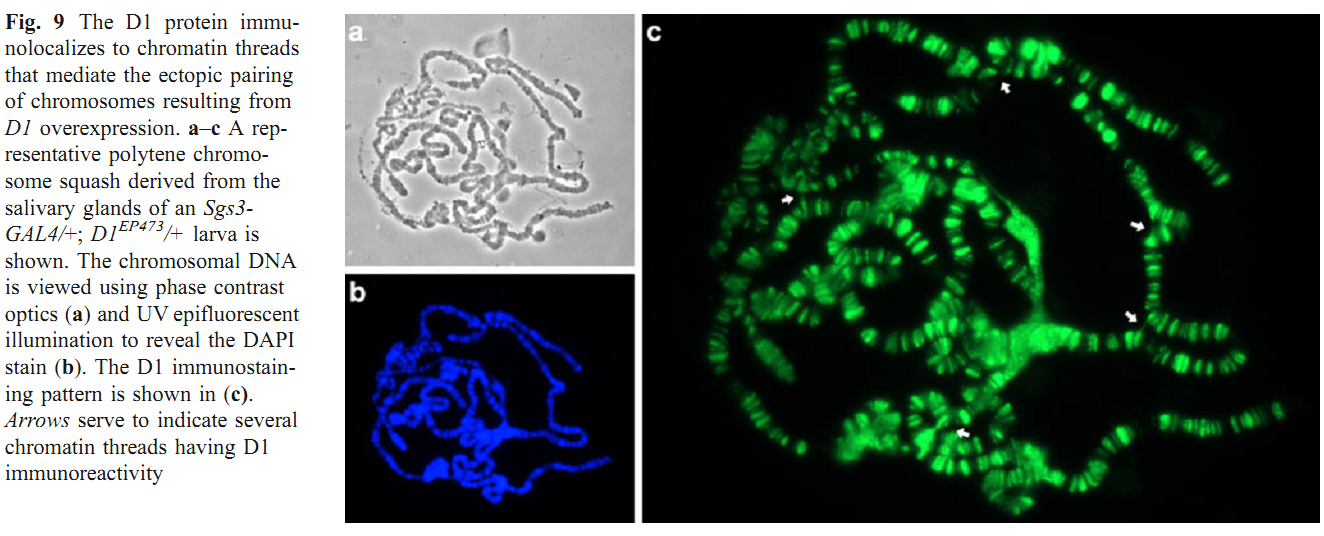 FertilityOnline | Spermatogenes