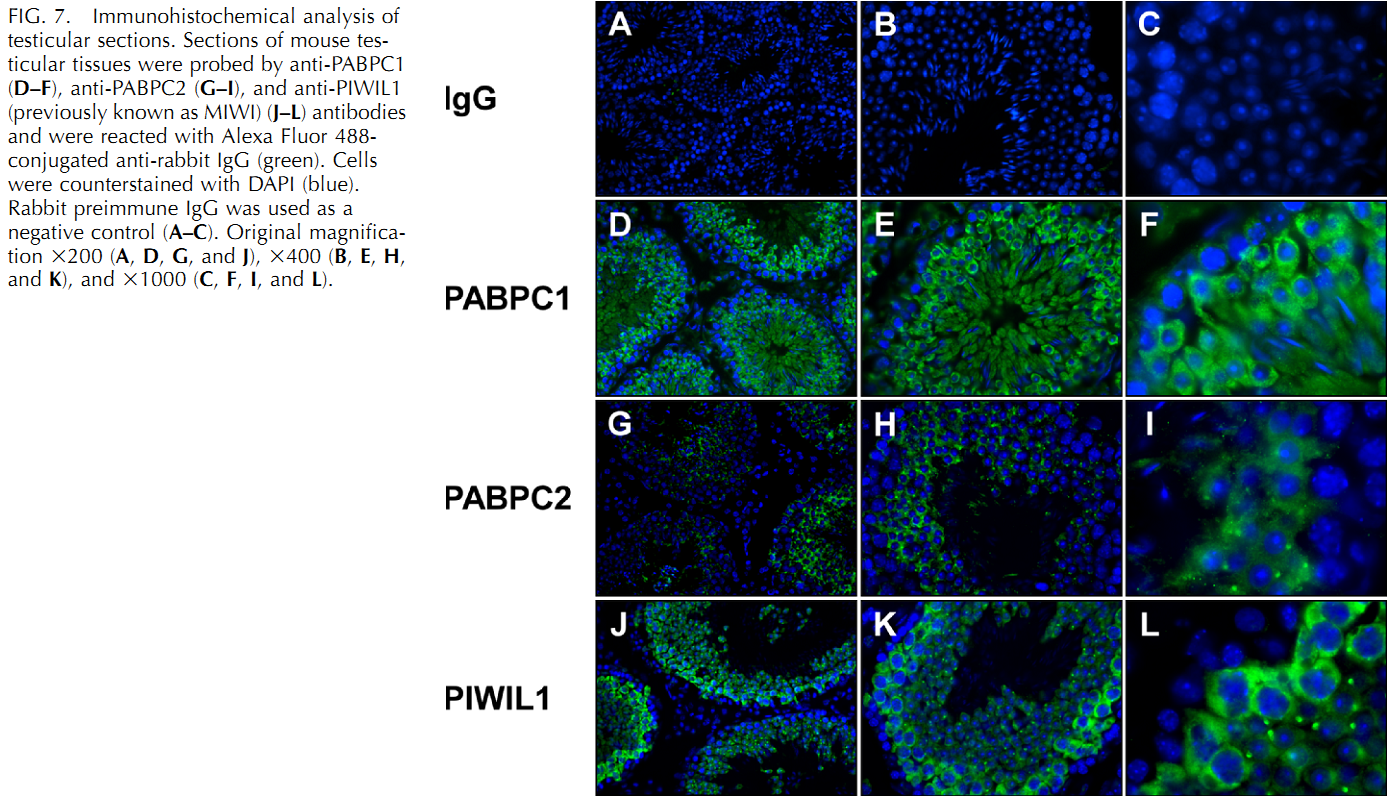 FertilityOnline | Spermatogenes
