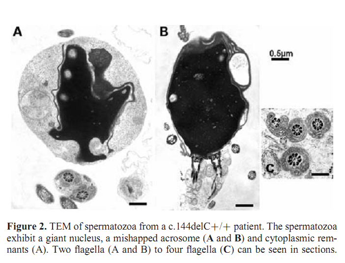 FertilityOnline | Spermatogenes