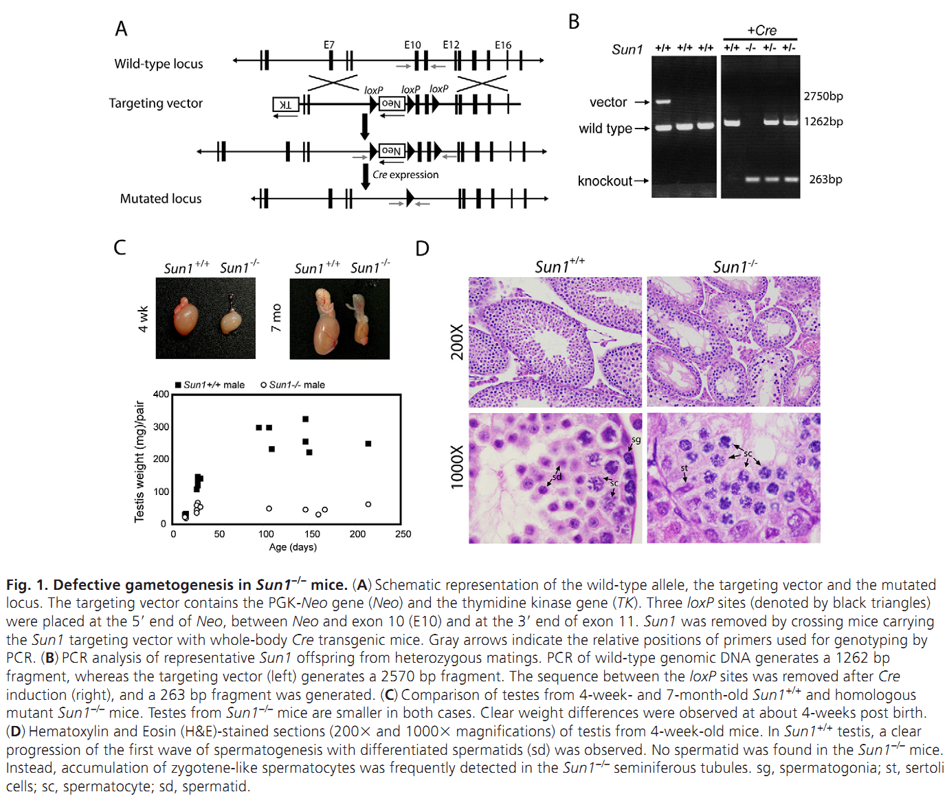 FertilityOnline | Spermatogenes