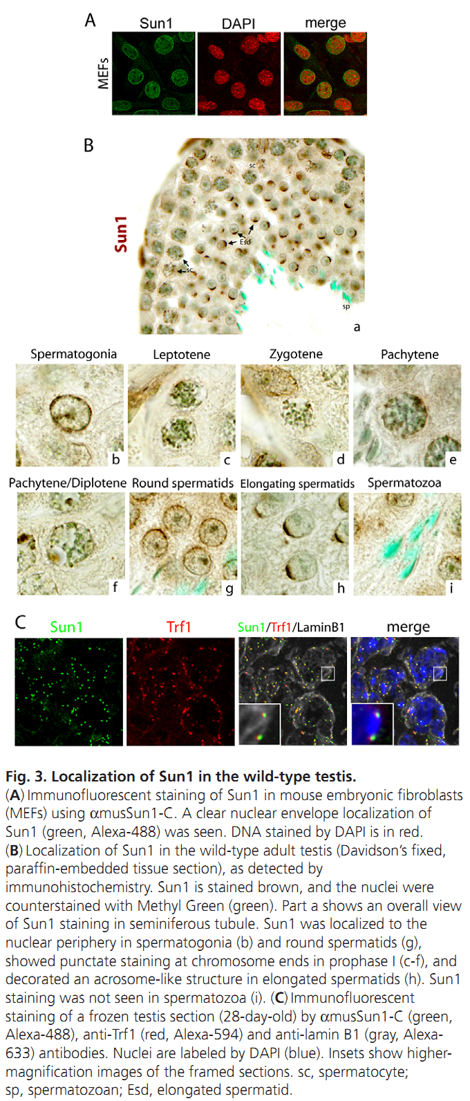 FertilityOnline | Spermatogenes