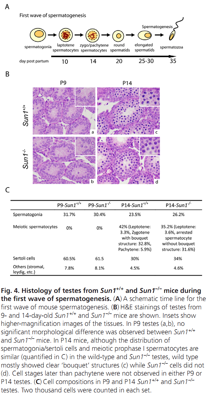 FertilityOnline | Spermatogenes