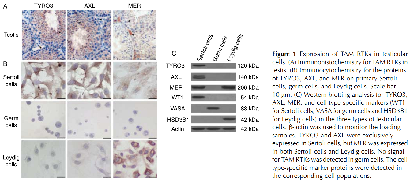 FertilityOnline | Spermatogenes