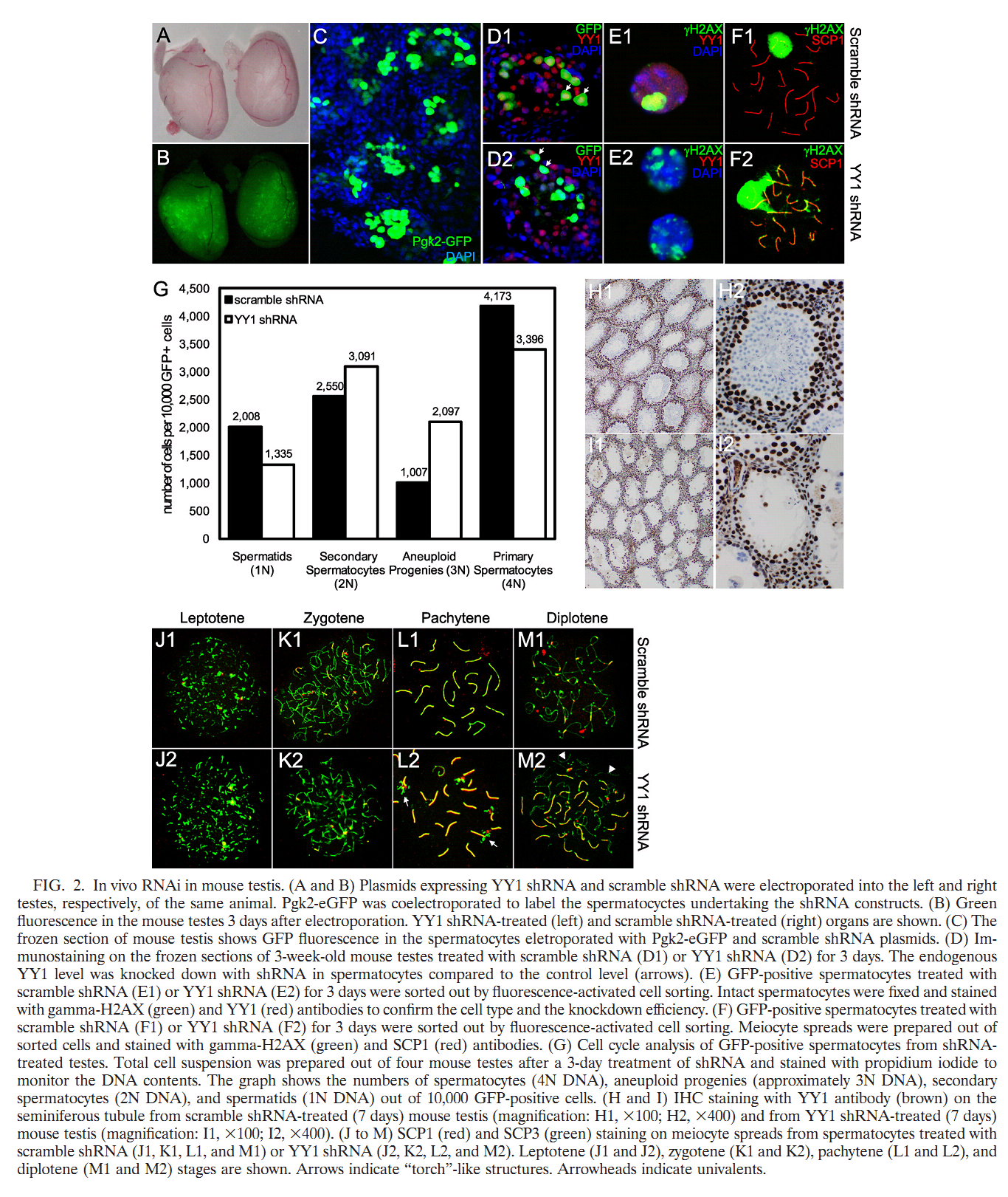 FertilityOnline | Spermatogenes