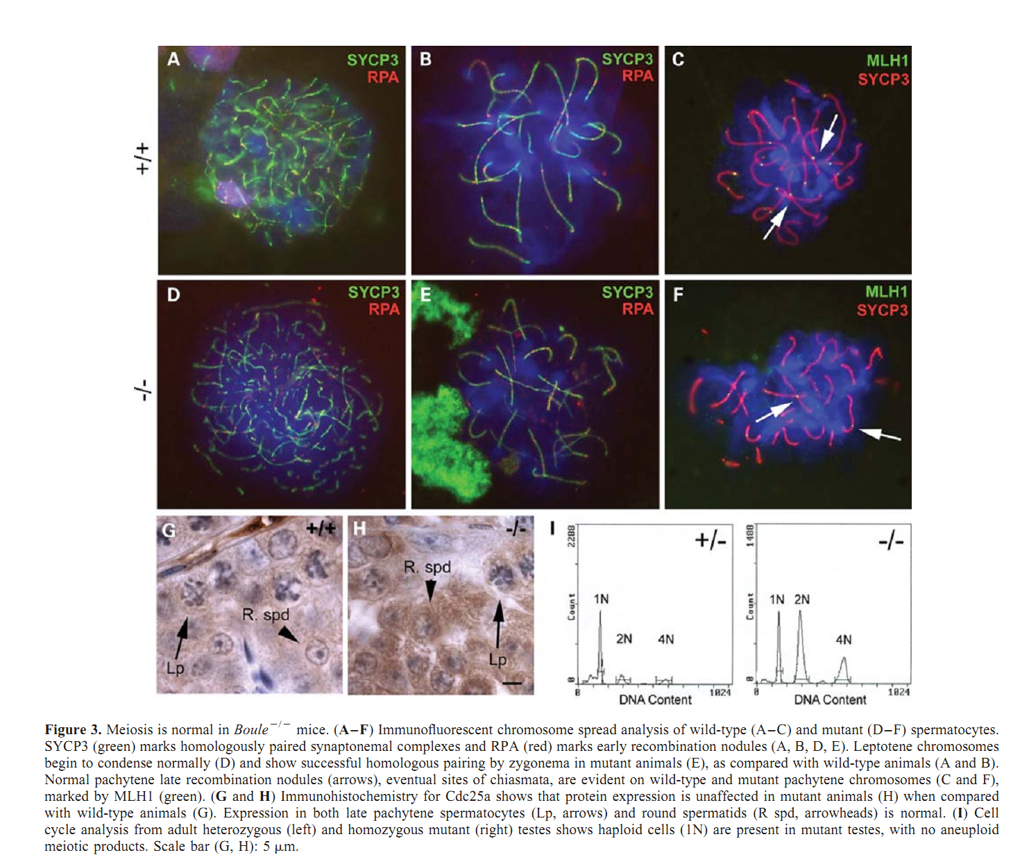 FertilityOnline | Spermatogenes