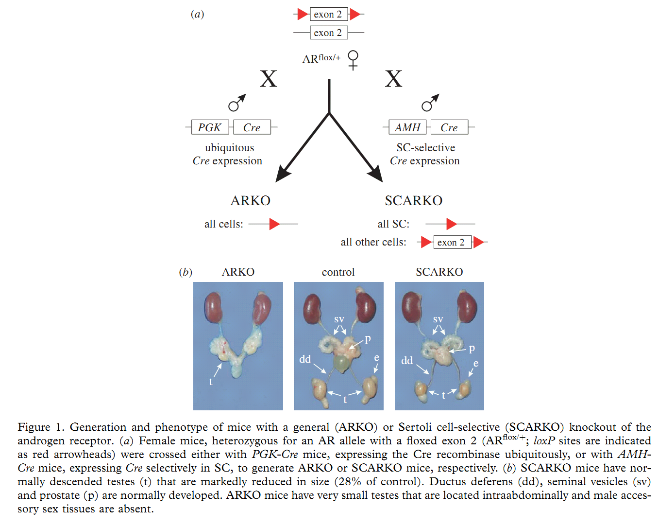 FertilityOnline | Spermatogenes