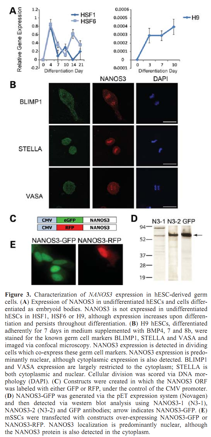FertilityOnline | Spermatogenes