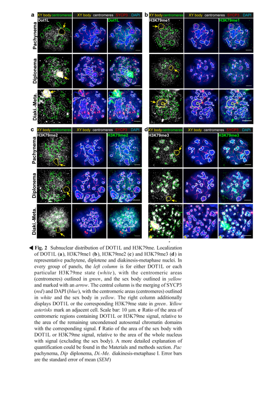 FertilityOnline | Spermatogenes