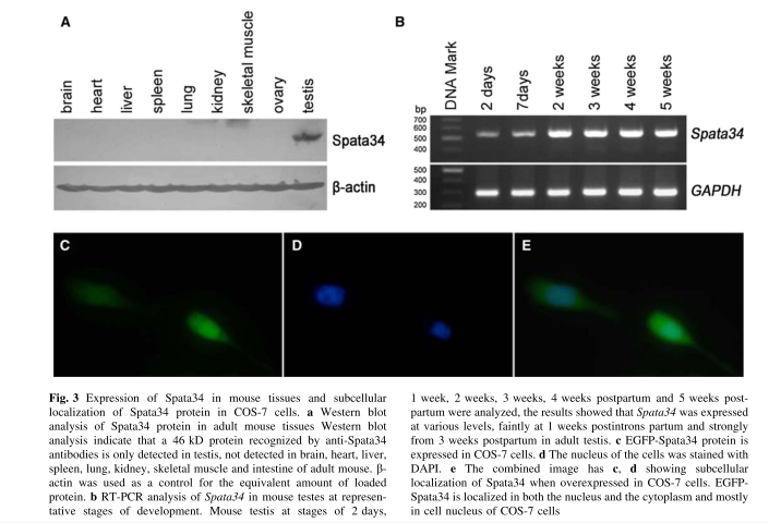 FertilityOnline | Spermatogenes