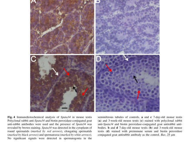 FertilityOnline | Spermatogenes