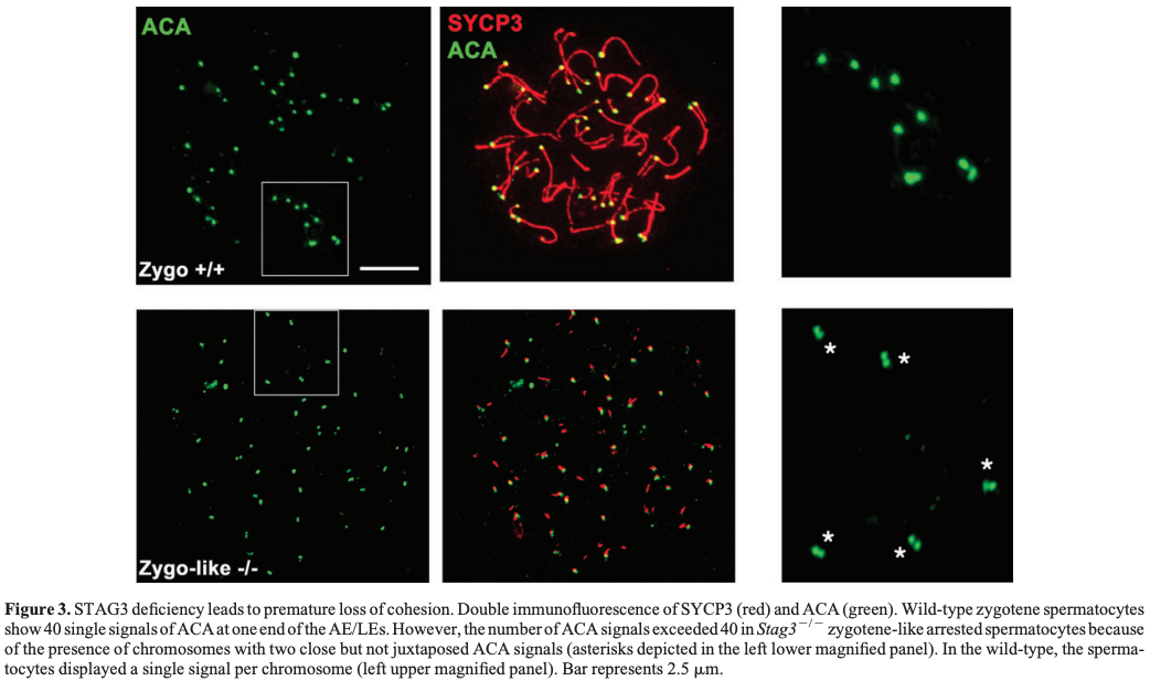 FertilityOnline | Spermatogenes