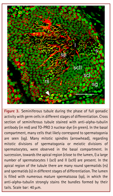 FertilityOnline | Spermatogenes