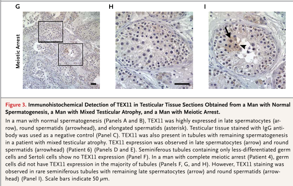 FertilityOnline | Spermatogenes