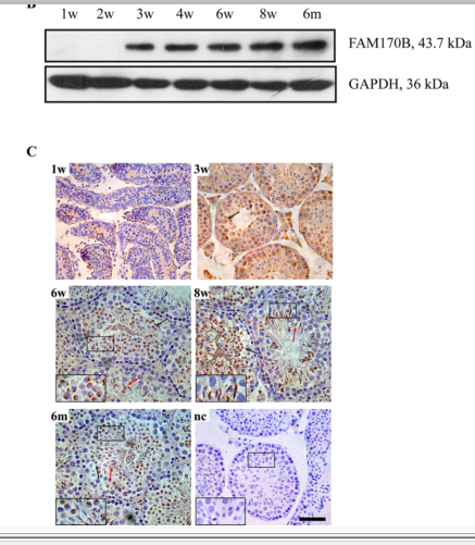 FertilityOnline | Spermatogenes