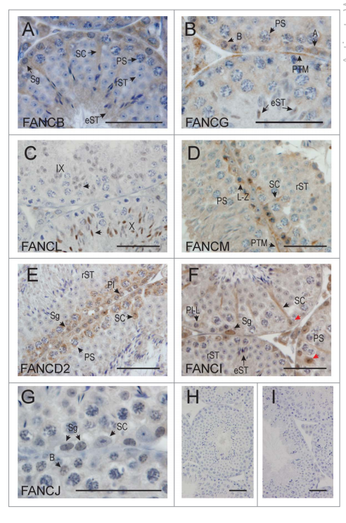 FertilityOnline | Spermatogenes