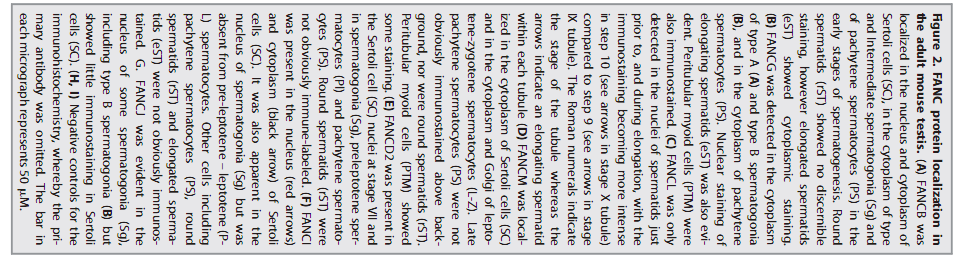 FertilityOnline | Spermatogenes