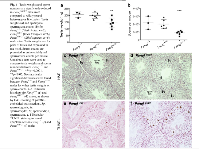 FertilityOnline | Spermatogenes