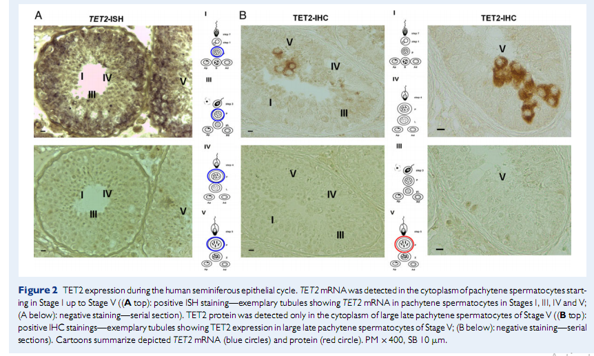 FertilityOnline | Spermatogenes