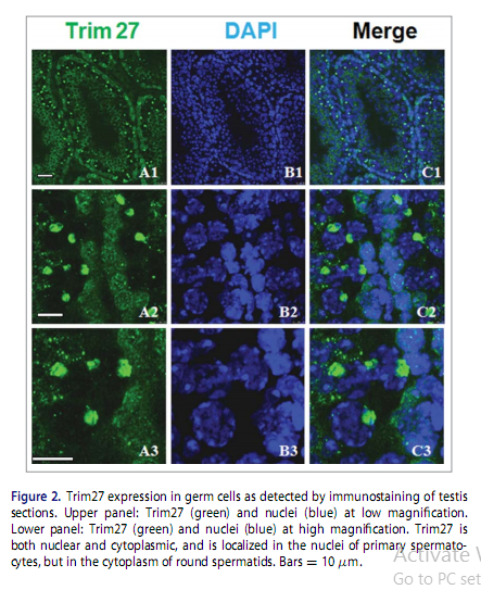 FertilityOnline | Spermatogenes