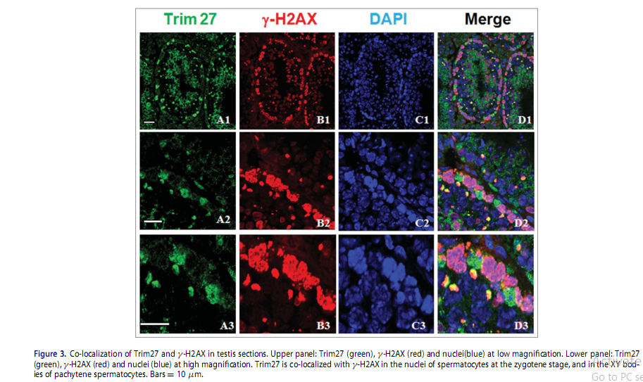 FertilityOnline | Spermatogenes