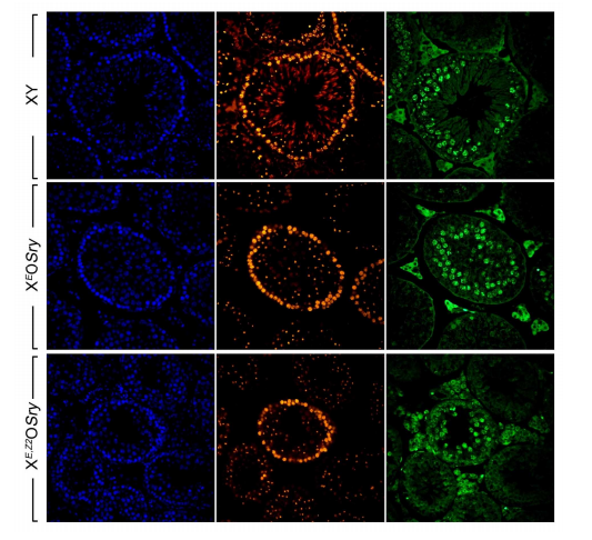 FertilityOnline | Spermatogenes